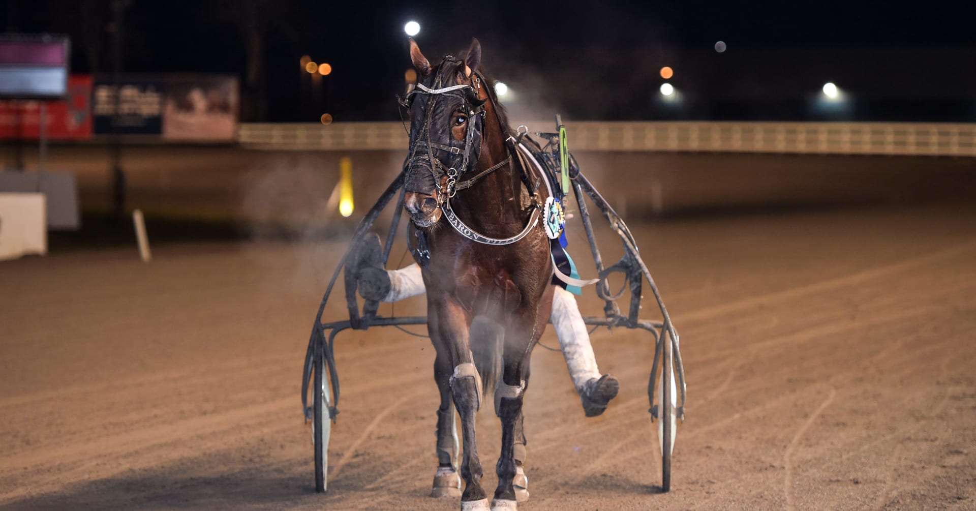 Baron Tilly kastrerad och halsopererad · Senaste nyheterna om trav ...