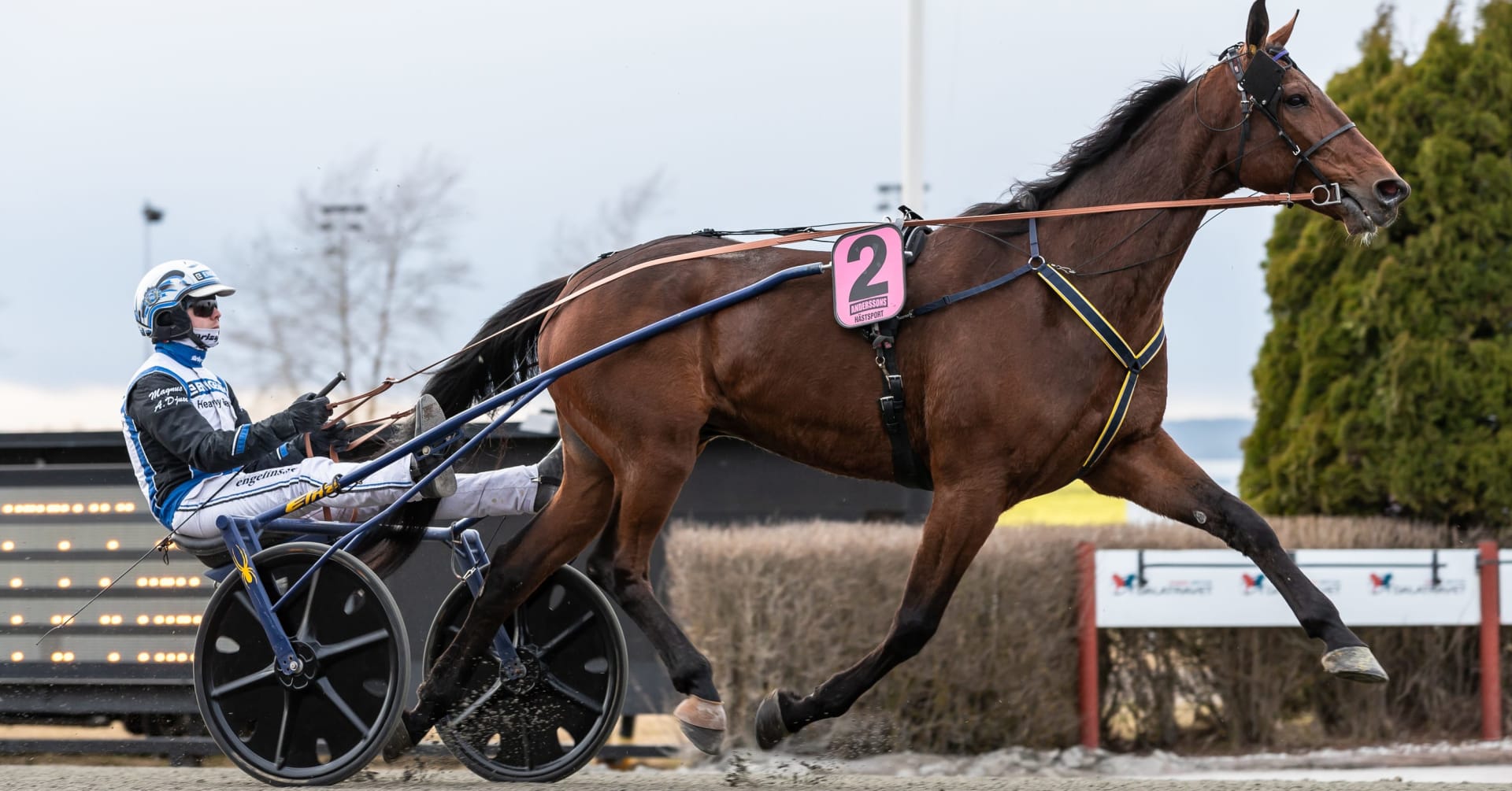 Oscar Berglund om Pleasure For Cash: "Framtiden är ljus" · Senaste nyheterna om trav · Travronden