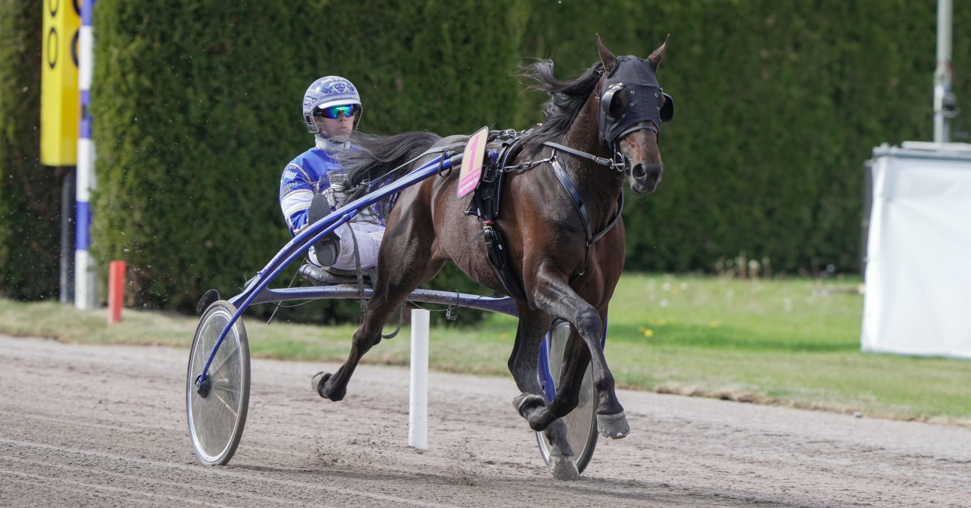 Best Ofdream Trio blir avelshingst i Norge · Senaste nyheterna om trav ...