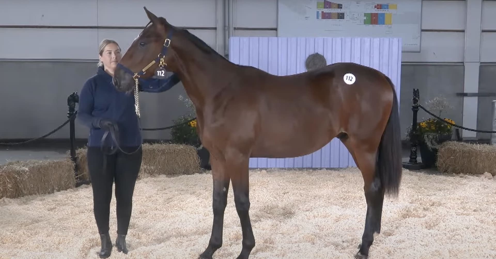 Ettårige Gillis såldes för 3,1 miljoner kronor · Senaste nyheterna om trav · Travronden