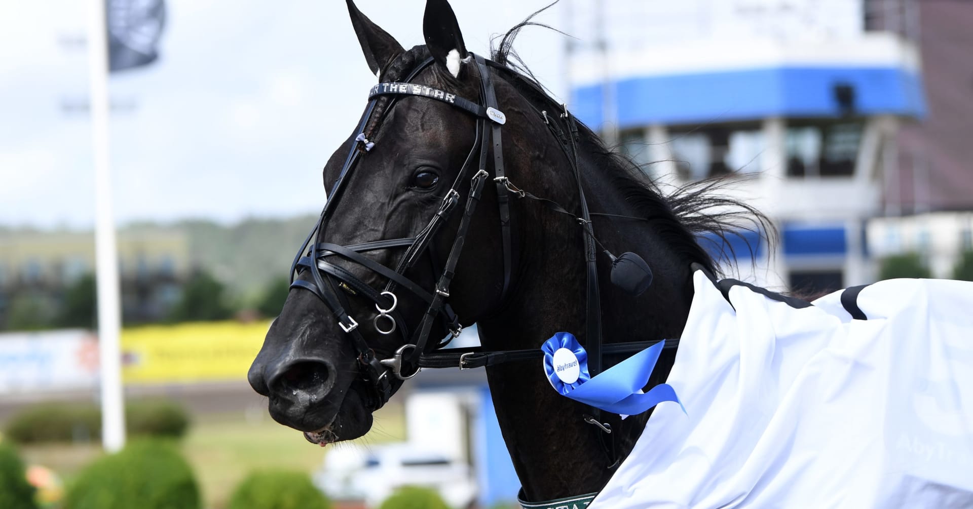 Castor The Star till VM-loppet · Senaste nyheterna om trav · Travronden