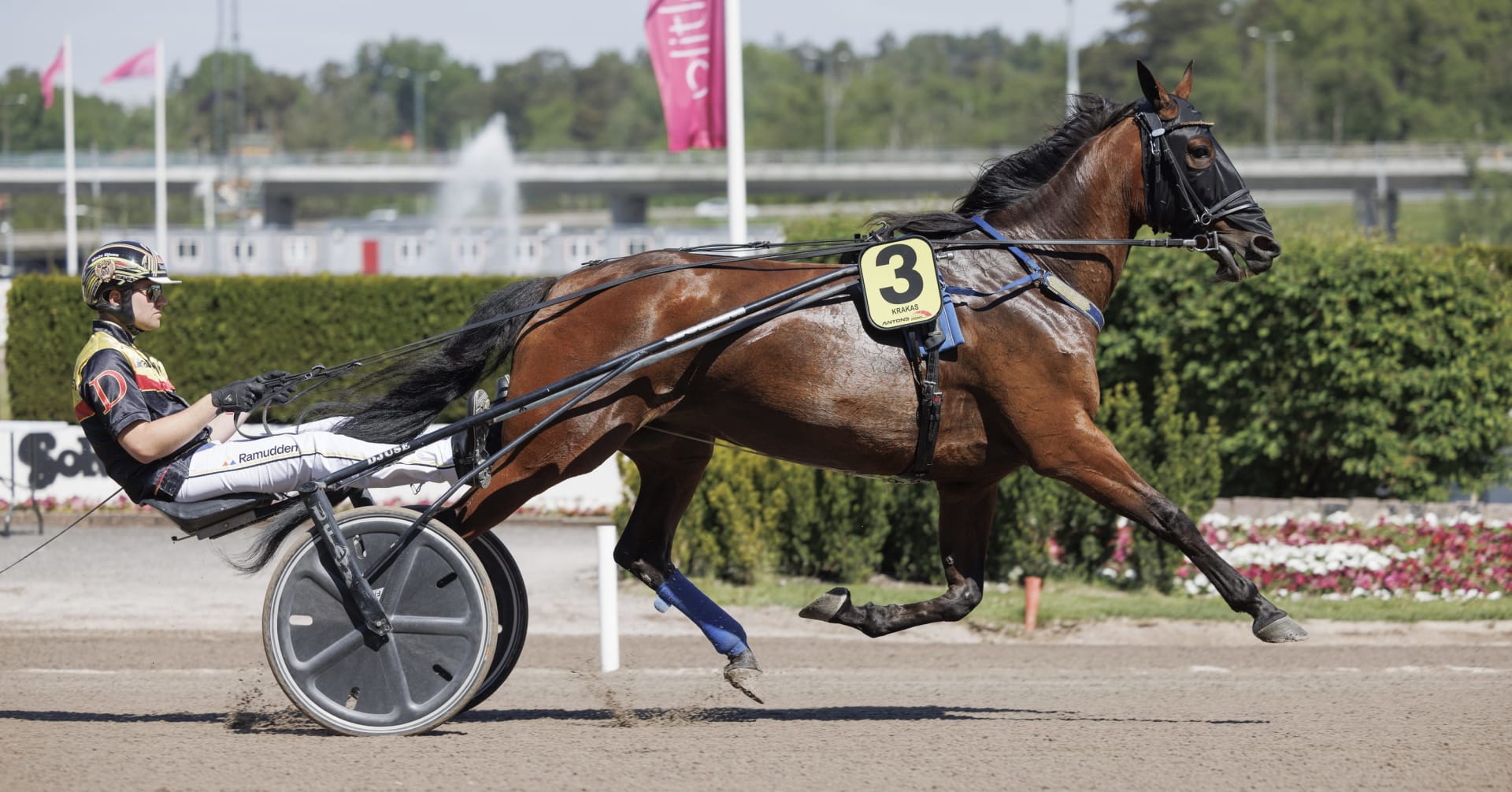 Hästen i fokus: Krakas · Senaste nyheterna om trav · Travronden