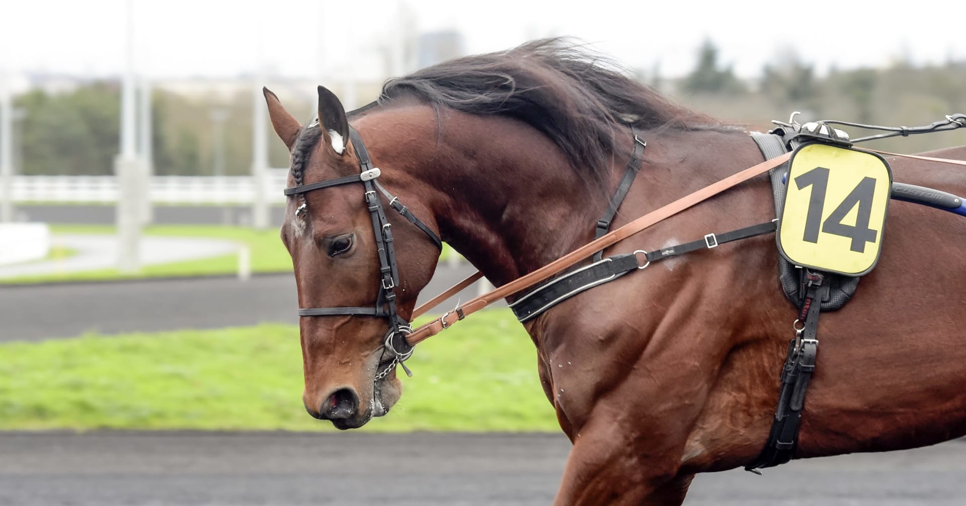 Idao de Tillard vann på världsrekord · Senaste nyheterna om trav ...