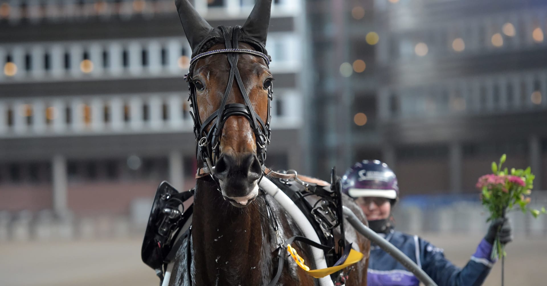 Katrin K Frick efter segern på Solvalla · Senaste nyheterna om trav ...