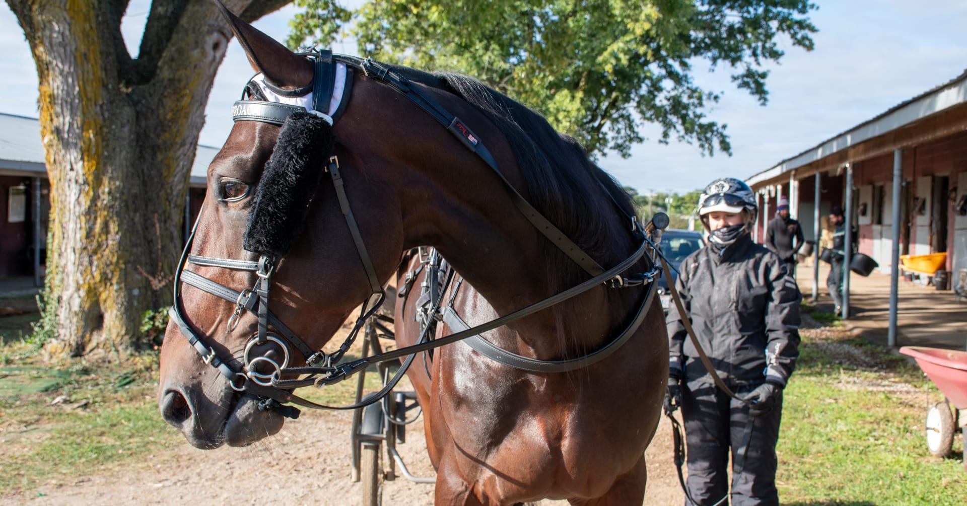 Tactical Approach blev Årets travare i USA · Senaste nyheterna om trav ...
