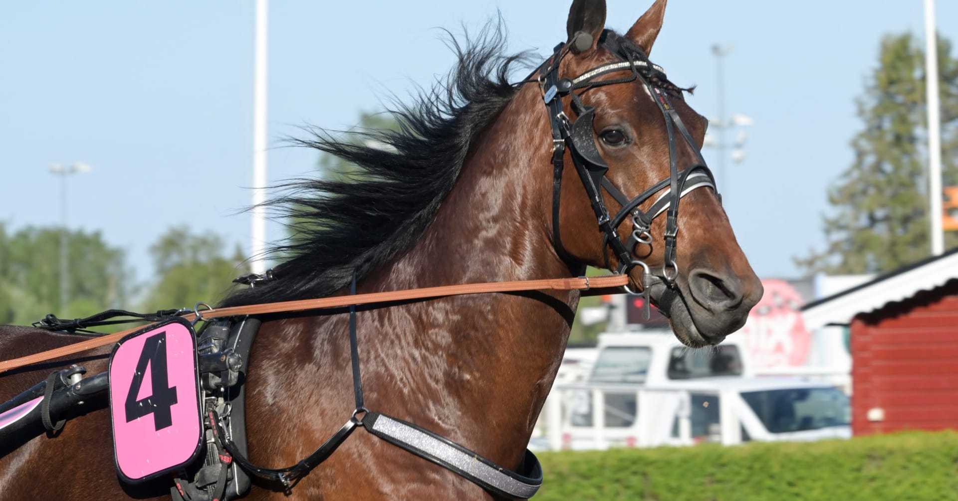 Hästarna i Victory Tillys lopp 2024 · Senaste nyheterna om trav ...