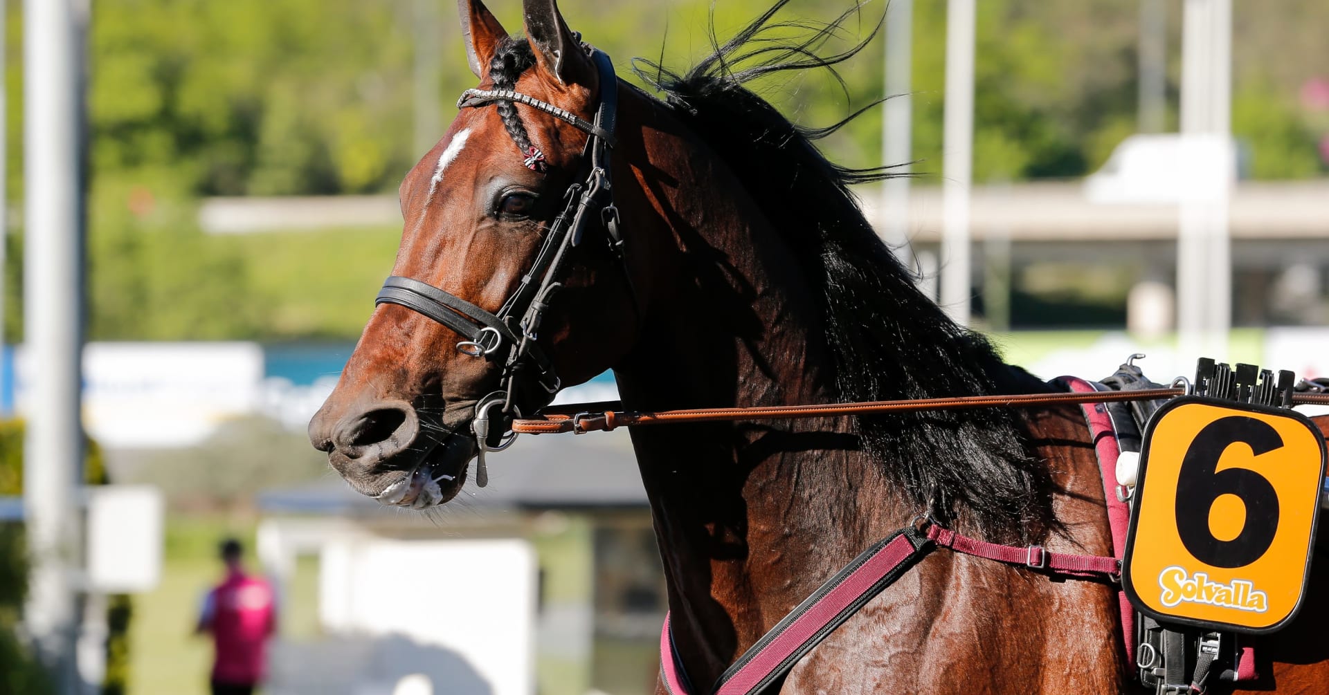 Speedy Face vann i Frankrike · Senaste nyheterna om trav · Travronden