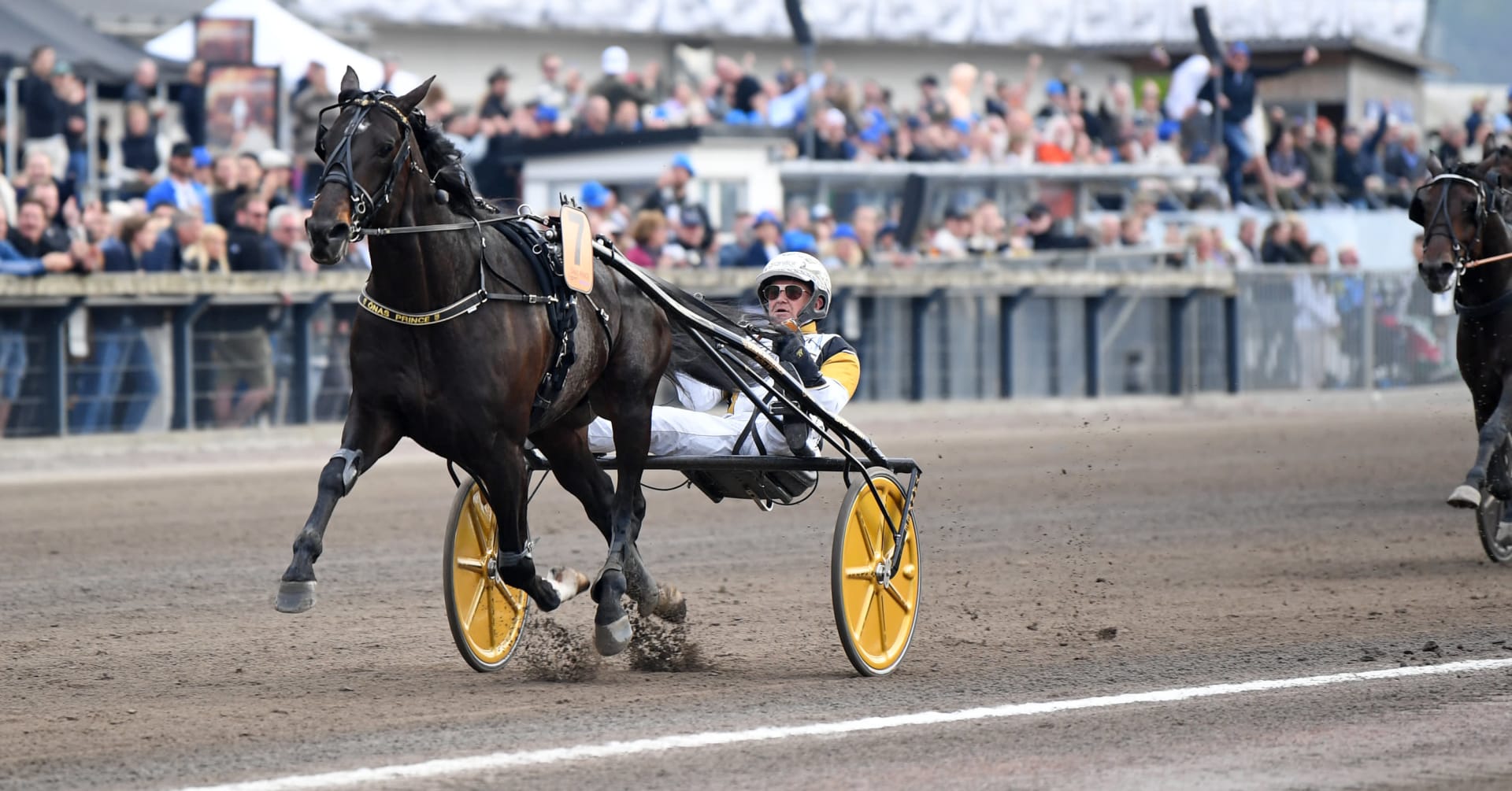Önas Prince gör comeback i Halmstad · Senaste nyheterna om trav ...