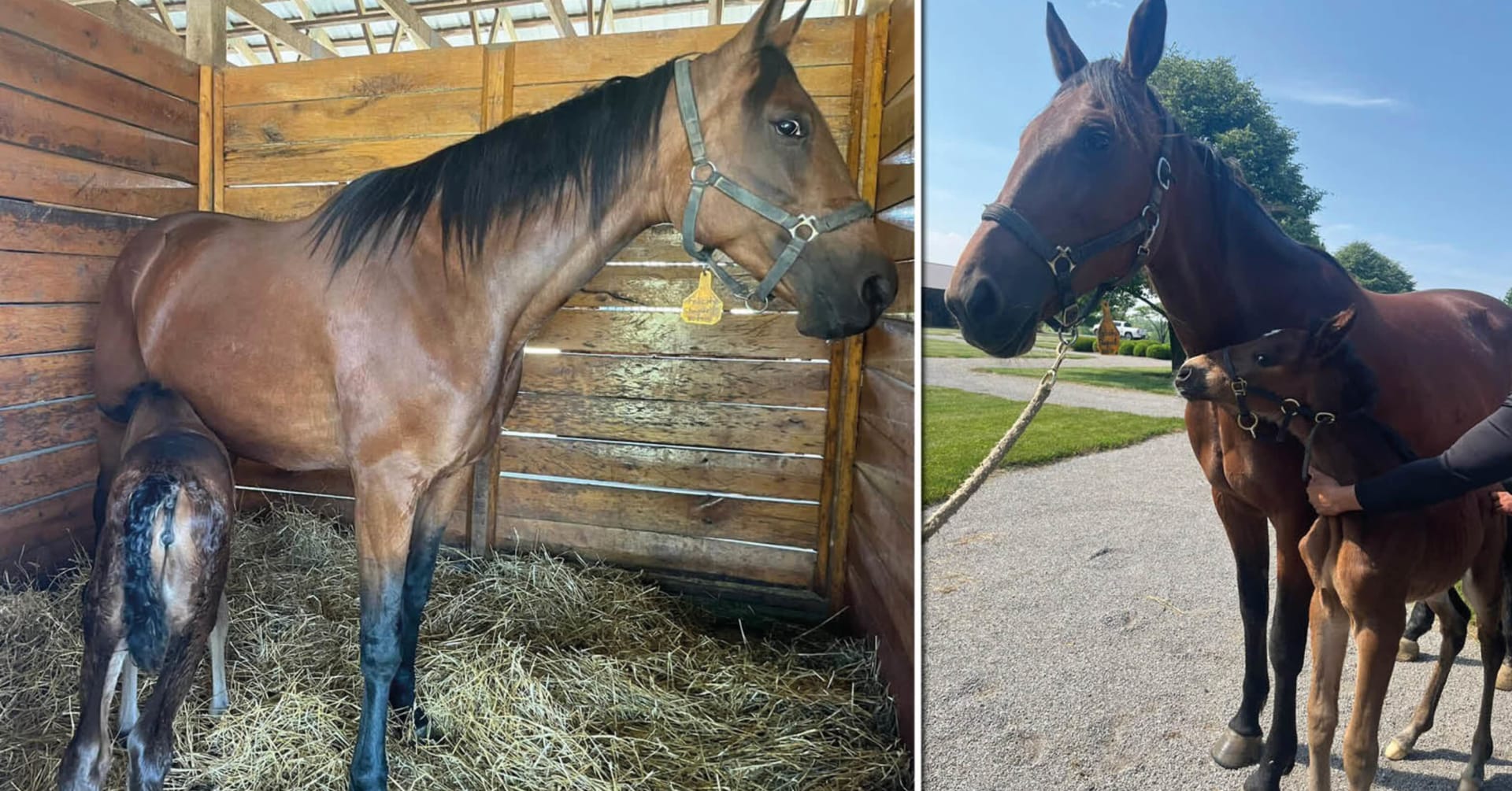 Felicity Shagwell Har Blivit Mamma För Första Gången · Senaste Nyheterna Om Trav · Travronden