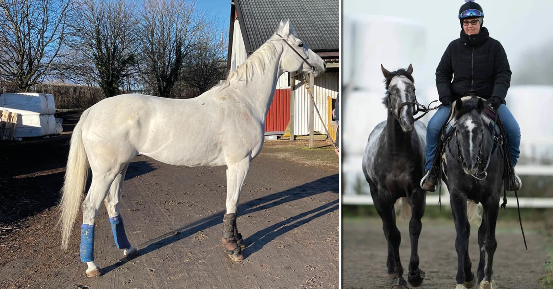 Galoppstjärna till outridern Camilla Olsson · Senaste nyheterna om trav ...