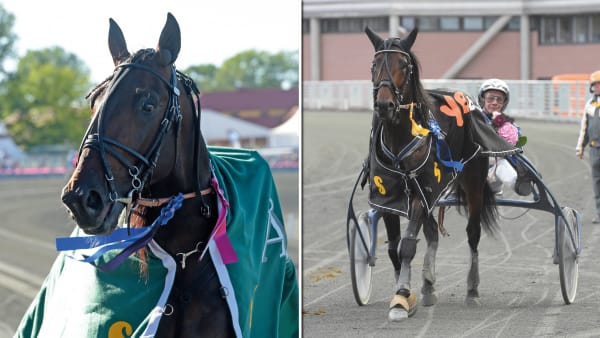 Oscar Berglund · Senaste nyheterna om trav · Travronden